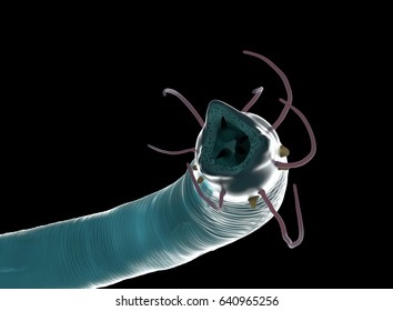 3d Rendering Nematode Worm Stock Illustration 640965256 | Shutterstock