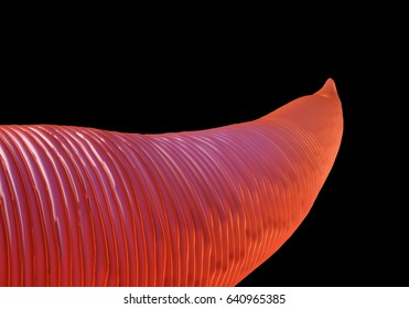 3d Rendering Nematode Worm Stock Illustration 640965385 | Shutterstock