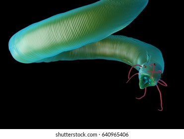 3d Rendering Nematode Worm Stock Illustration 640965406 | Shutterstock