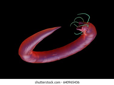 3d Rendering Nematode Worm Stock Illustration 640965436 | Shutterstock