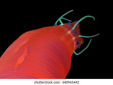 3d Rendering Nematode Worm Stock Illustration 640965442 | Shutterstock