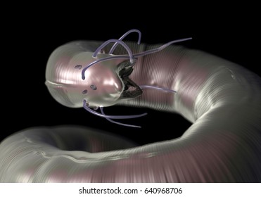 3d Rendering Nematode Worm Stock Illustration 640968706 | Shutterstock