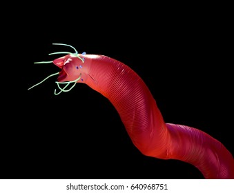 3d Rendering Nematode Worm Stock Illustration 640968751 | Shutterstock