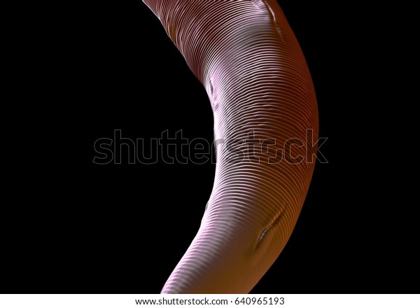 3d Rendering Nematode Worm Stock Illustration 640965193 | Shutterstock