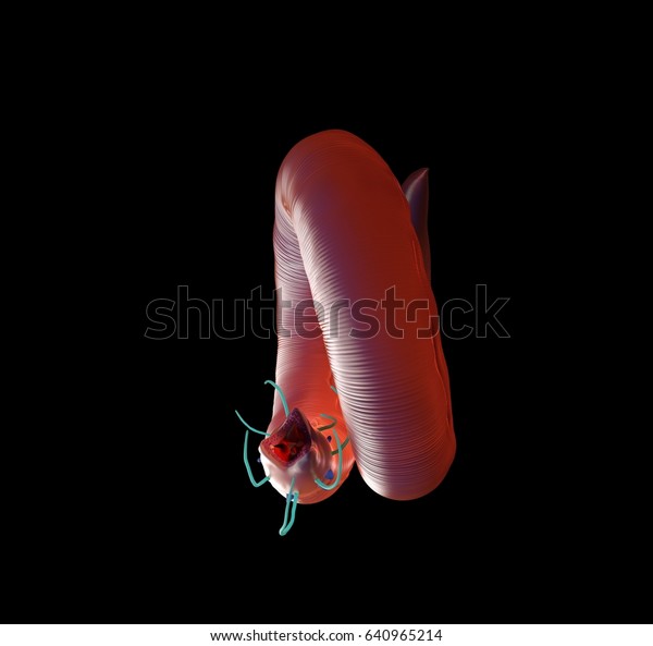 3d Rendering Nematode Worm Stock Illustration 640965214 | Shutterstock