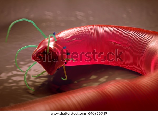 3d Rendering Nematode Worm Stock Illustration 640965349 | Shutterstock