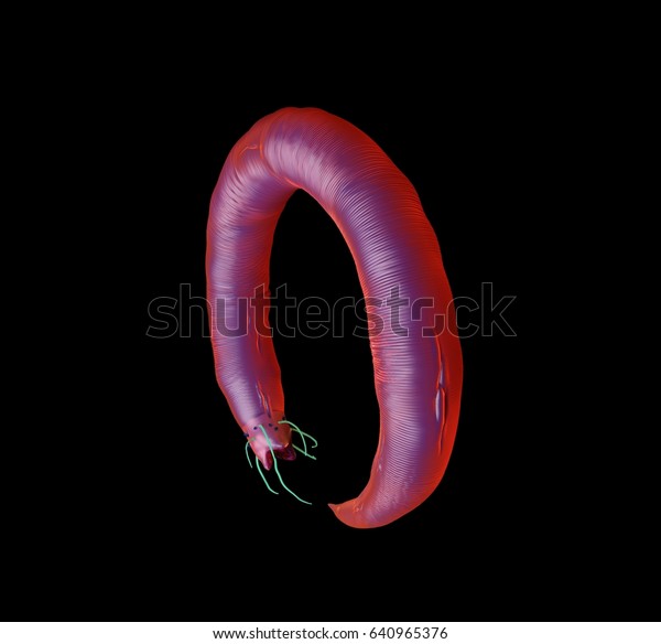 3d Rendering Nematode Worm Stock Illustration 640965376 | Shutterstock