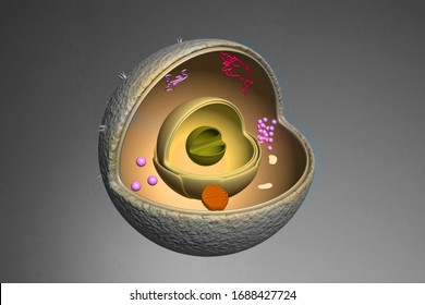 3d Rendering Nucleus Cross Section Stock Illustration 1688427724 ...