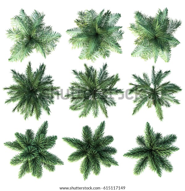 18,533 Top View Coconut Tree Images, Stock Photos & Vectors | Shutterstock