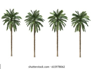 12,545 Phoenix palm Images, Stock Photos & Vectors | Shutterstock