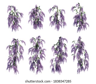 3d Rendering Queens Wreath Tree Collection Stock Illustration ...