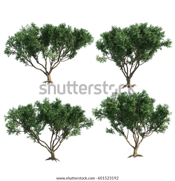 3d Rendering Samanea Saman Tree Stock Illustration 601523192 | Shutterstock