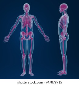3d Rendering Scan Human Body 스톡 일러스트 747879715 | Shutterstock