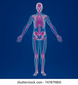 Blue Human Anatomy Body Skeleton 3d Stock Illustration 1191267673 ...