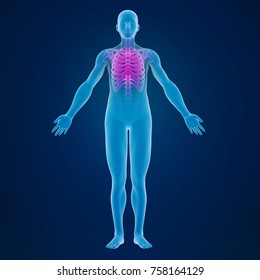 3d Rendering Scan Human Body 스톡 일러스트 747879826 | Shutterstock