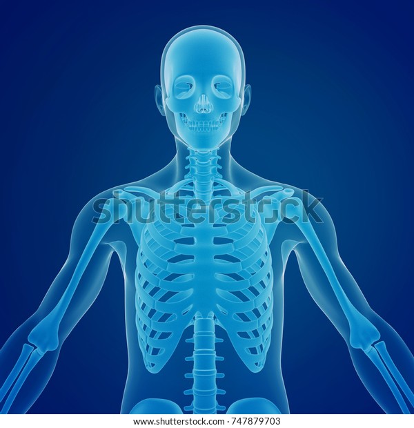3d Rendering Scan Human Body Stock Illustration 747879703 | Shutterstock