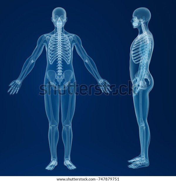 3d Rendering Scan Human Body Stock Illustration 747879751 | Shutterstock