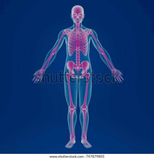 3d Rendering Scan Human Body : illustration de stock 747879805