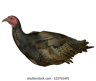 2 Wildtruthuhn Images, Stock Photos & Vectors | Shutterstock