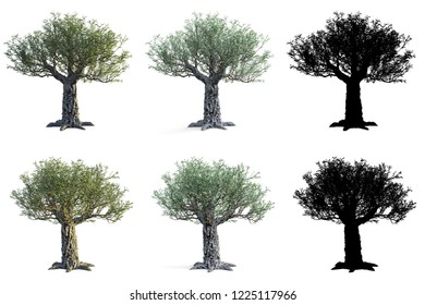 3d Rendering Set Olive Trees Isolated Stock Illustration 1225117966 ...