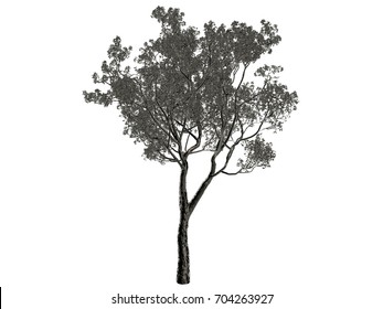 3d Rendering Silver Tree Isolated On Stock Illustration 704263927 ...