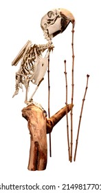 3d Rendering Skeleton Parrot Isolated On Stock Illustration 2149817701 ...