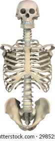 3d Rendering Skeleton Torso Skull Organs Stock Illustration 29852587 ...