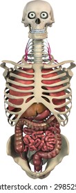 3d Rendering Skeleton Torso Skull Organs: ภาพประกอบสต็อก 29852590 ...