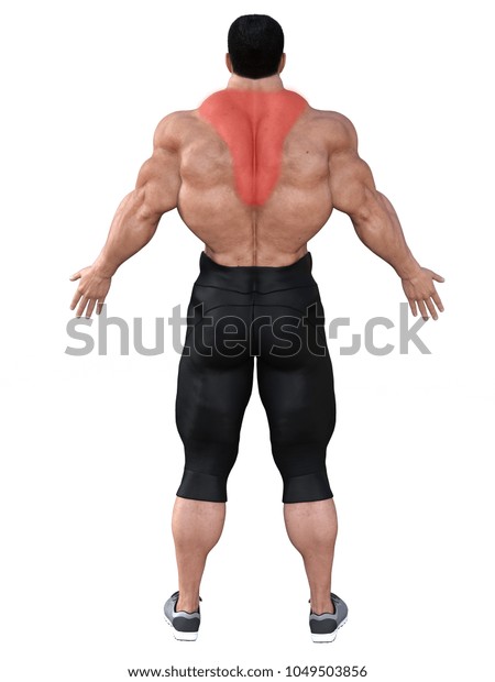 3d Rendering Strong Man Trapezius Localization Stock Illustration ...