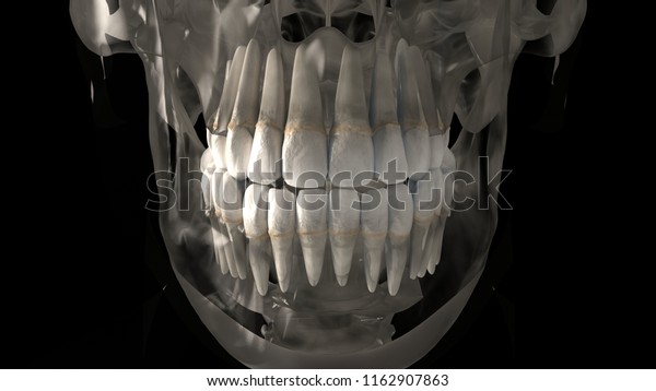 3d Rendering Teeth Skull Xray Front Stock Illustration 1162907863 ...