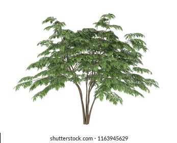 3d Rendering Tree White Background 스톡 일러스트 1163945629 | Shutterstock