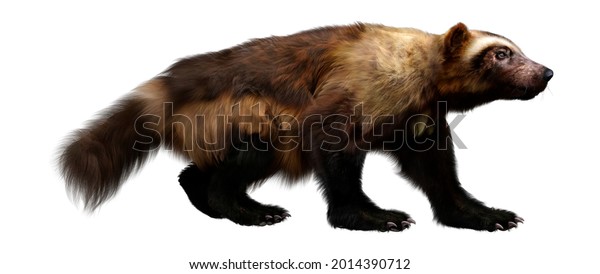 3d Rendering Wolverine Isolated On White Stock Illustration 2014390712 ...