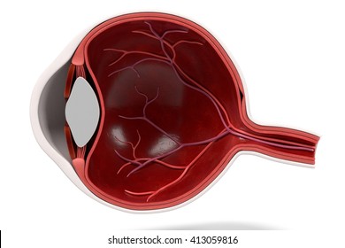 276 Eye ball out of socket Images, Stock Photos & Vectors | Shutterstock