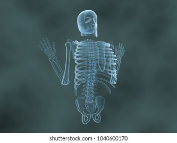 3d Renderings Human Skeleton Stock Illustration 1040600170 | Shutterstock