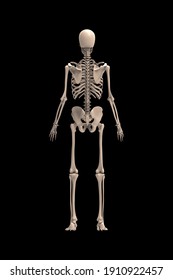 3d Renderings Human Skeleton Stock Illustration 1910922457