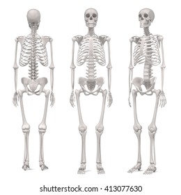 2d Cartoon Illustration Human Skeleton 스톡 일러스트 409499593 | Shutterstock