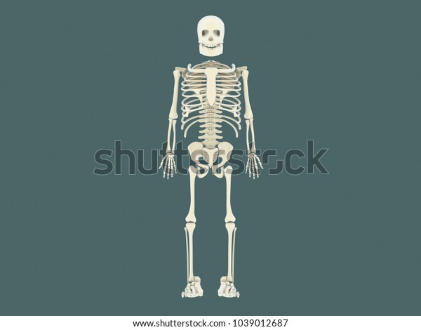 3d Renderings Human Skeleton Stock Illustration 1039012687 | Shutterstock