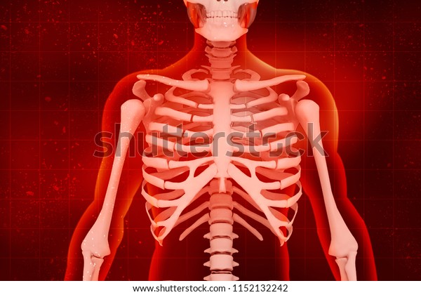 3d Renderings Human Skeleton Stock Illustration 1152132242 | Shutterstock