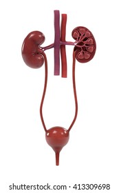 108 Calyx kidney Images, Stock Photos & Vectors | Shutterstock