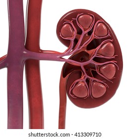 108 Calyx kidney Images, Stock Photos & Vectors | Shutterstock