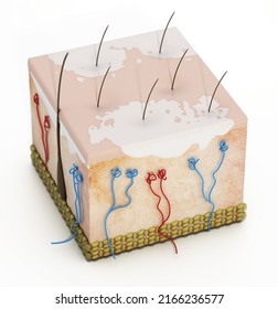 3d Structure Human Skin Section Vitiligo Stock Illustration 2166236577 ...