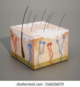 3d Structure Human Skin Section Vitiligo Stock Illustration 2166236579 ...