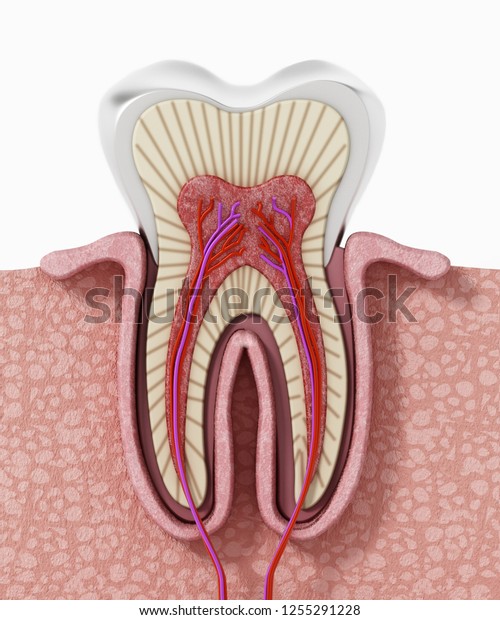 3d Structure Human Tooth Stock Illustration 1255291228 | Shutterstock