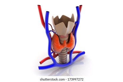 187 Thyroid gland cross section Images, Stock Photos & Vectors ...