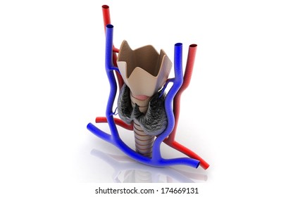 3d Thyroid Gland Stock Illustration 174669131 | Shutterstock
