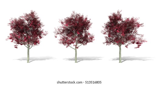 3d Tree Render On White Background库存照片260460665 | Shutterstock