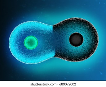 3d Two Cell Embryo Human Cellcells Stock Illustration 680072002 ...