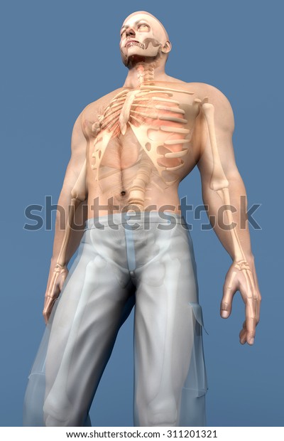 3d Visualization Human Anatomy Internal Organs Stock Illustration ...
