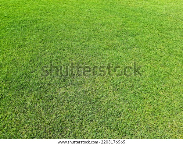 4k Grass Texture Background Design Wallpaper Stock Illustration ...