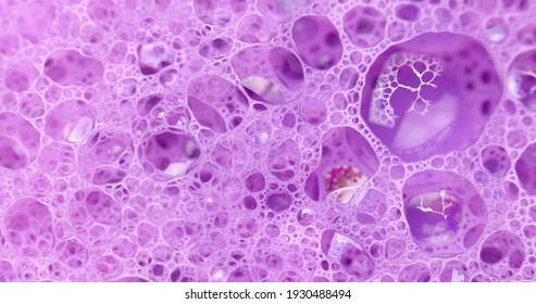 Renal Corpuscle Seen Under Light Microscope库存照片131377679 | Shutterstock